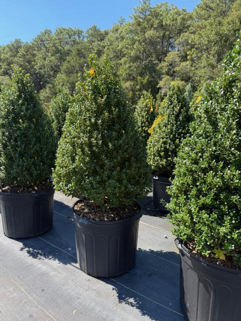Steeds Holly Cone / Pyramid – A Bloom Garden Center