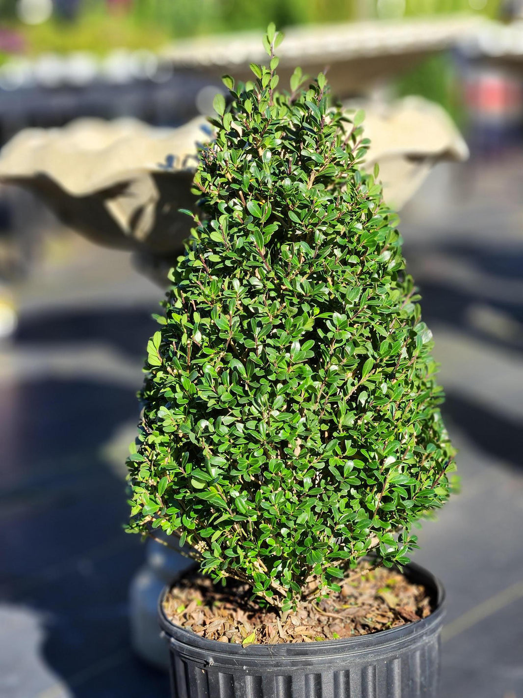 Featured Items – A Bloom Garden Center